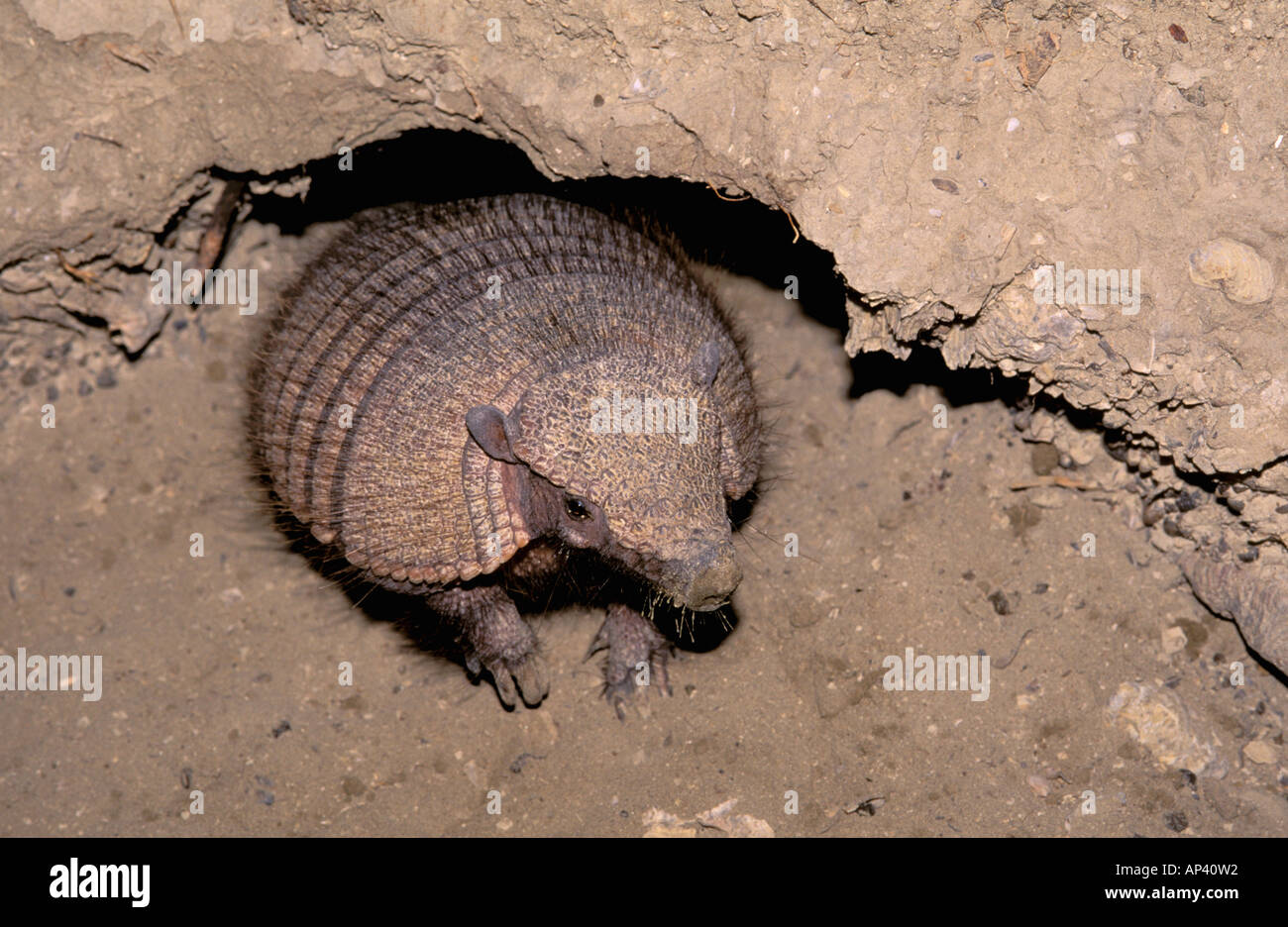Armadillo burrow hi-res stock photography and images - Alamy