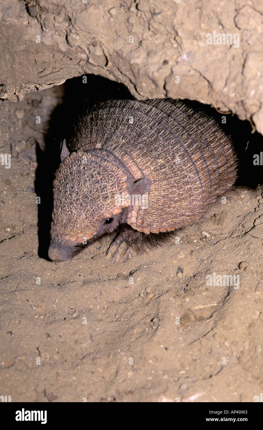 Armadillo burrow hi-res stock photography and images - Alamy