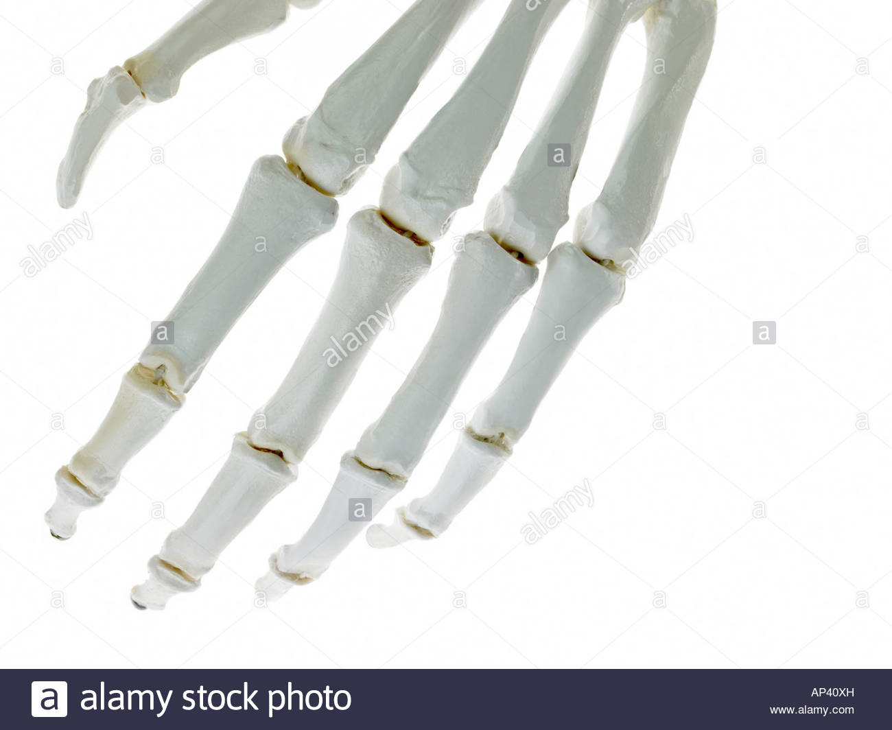 Skeleton Hand Stock Photos & Skeleton Hand Stock Images - Alamy