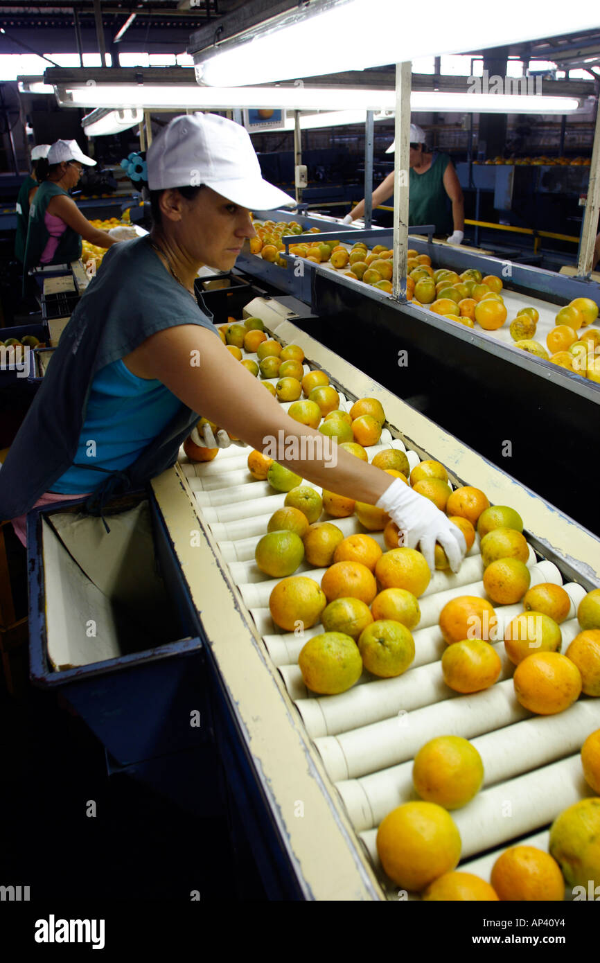 Argentina, Entre Rios province, citrus processing plant, sorting the ...