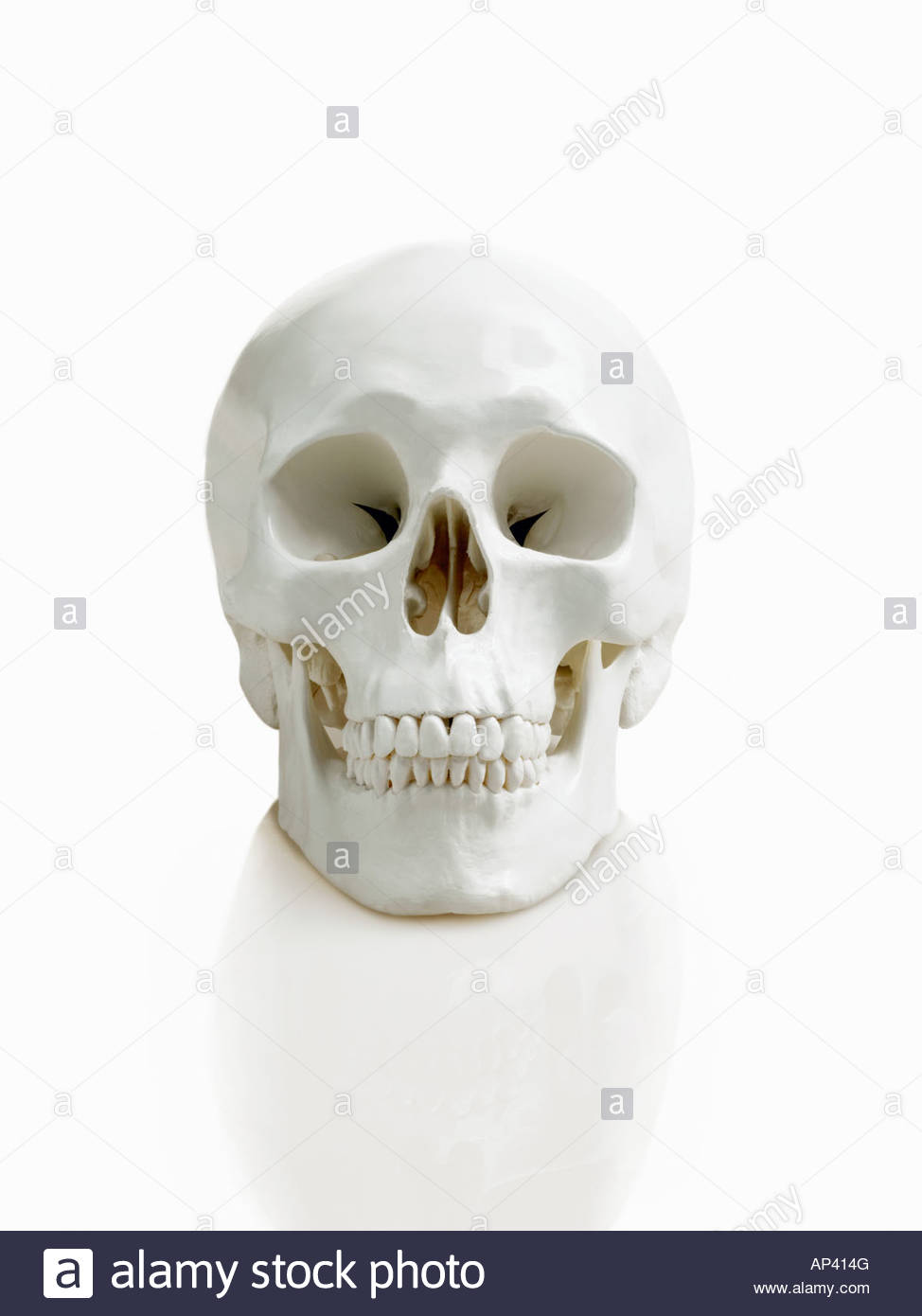 Scary Skull Stock Photos & Scary Skull Stock Images - Alamy