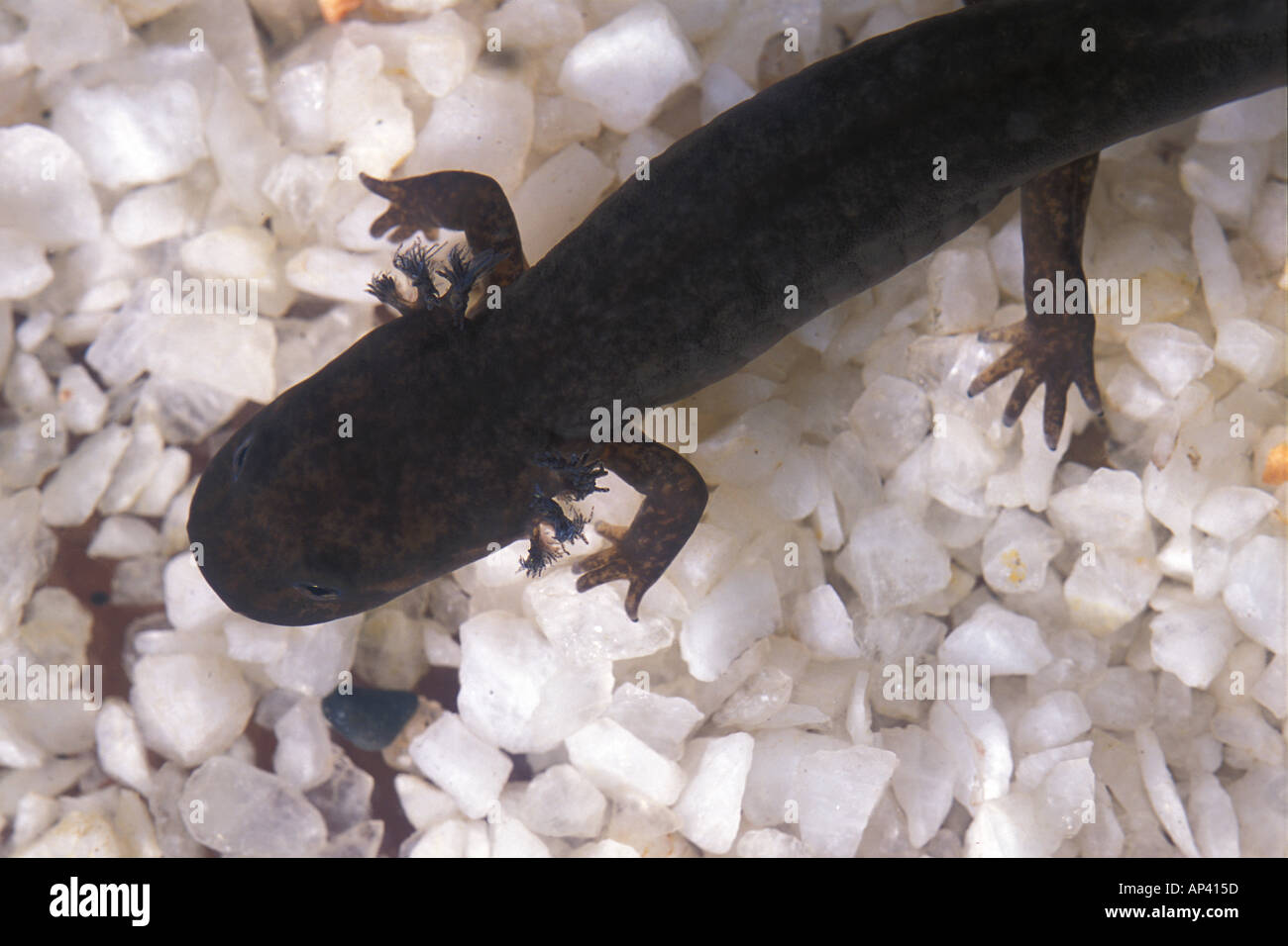 Amphibian salamander mud hi-res stock photography and images - Alamy