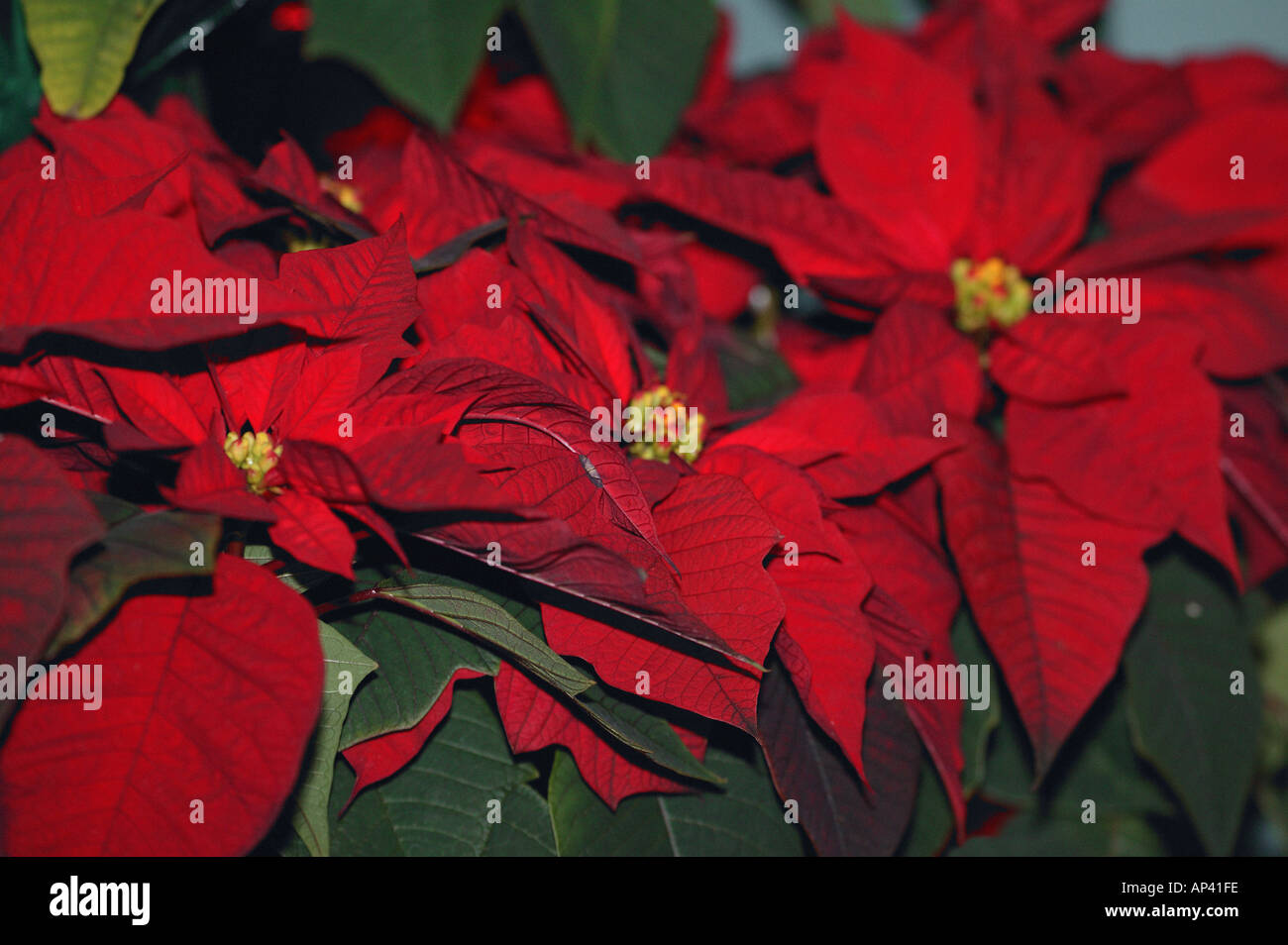 Joy carson hi-res stock photography and images - Alamy