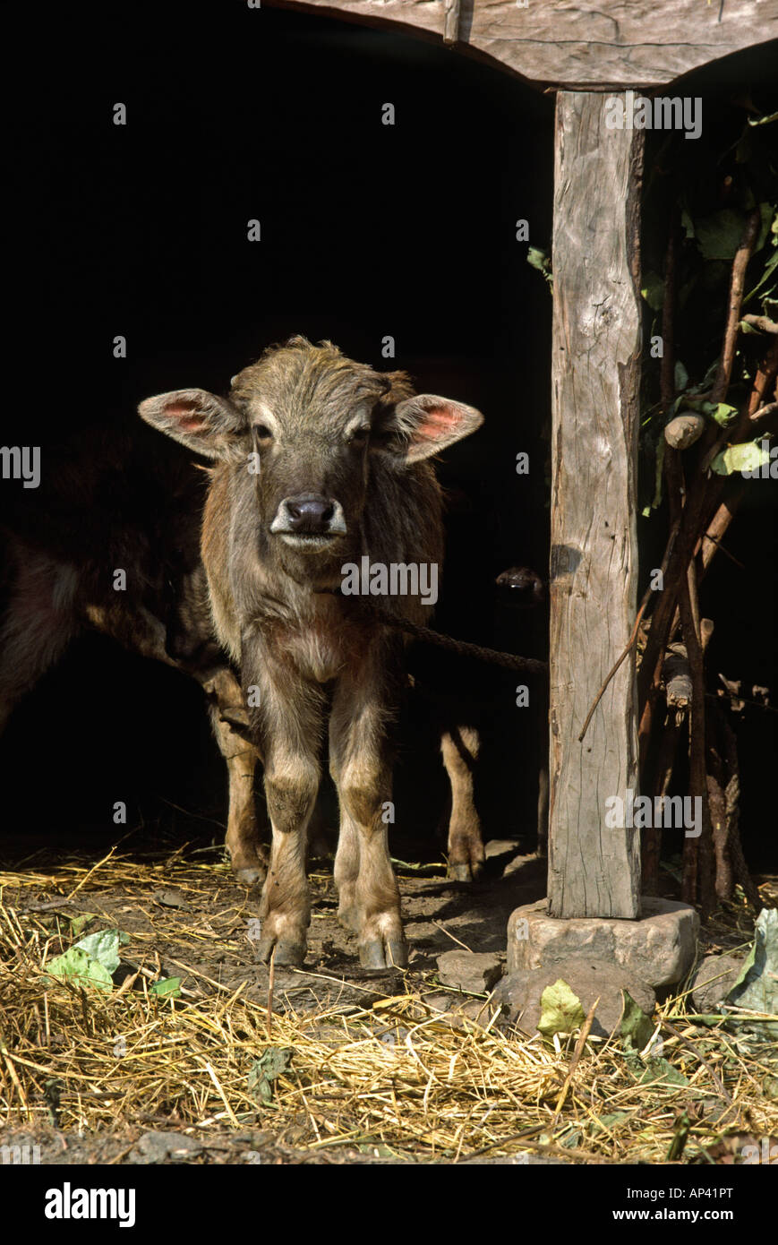 BABY WATER BUFFALO are kept underneath a TRADITIONAL NEPALI FARM HOUSE ...