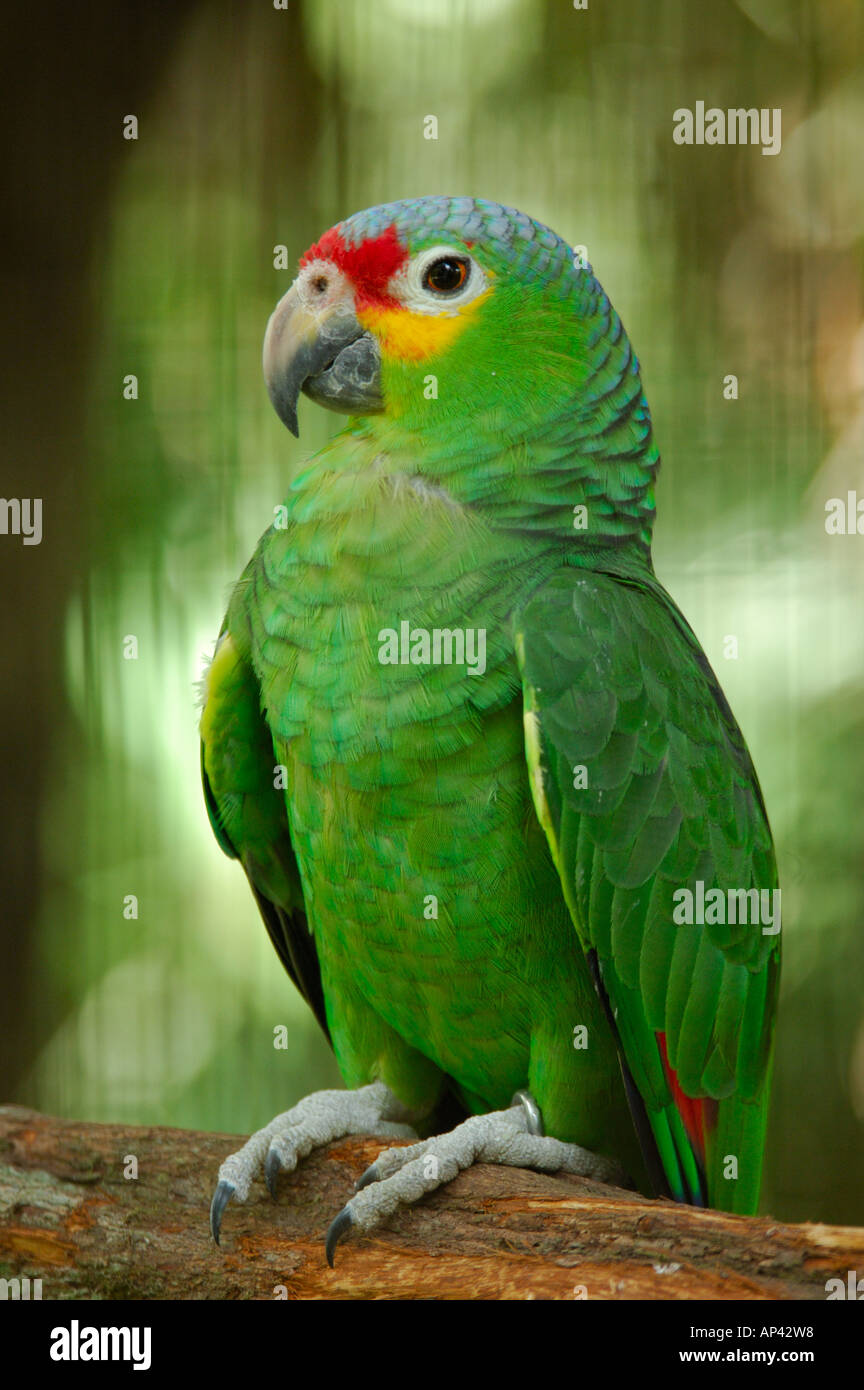 Central America, Belize, Belize City, Belize Zoo. Red-lored Parrot ...