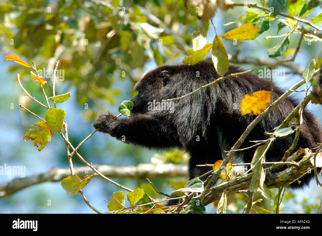 Central America, Belize, Belize City, Belize Zoo. Howler monkey, wild ...