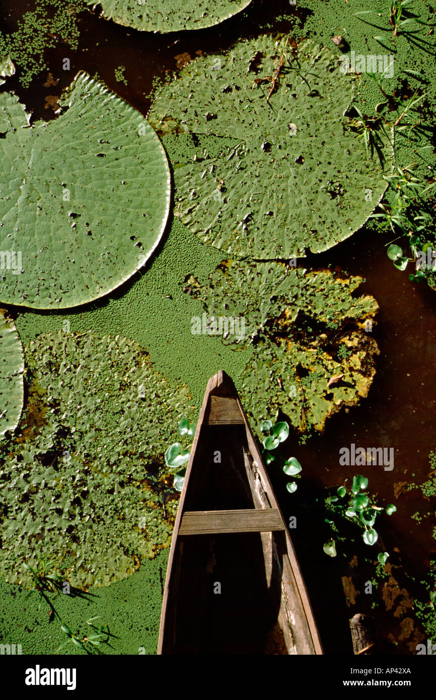 Amazonica show hi-res stock photography and images - Alamy