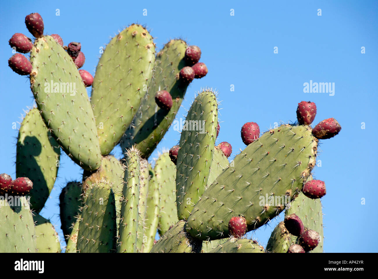 Nopales Plant