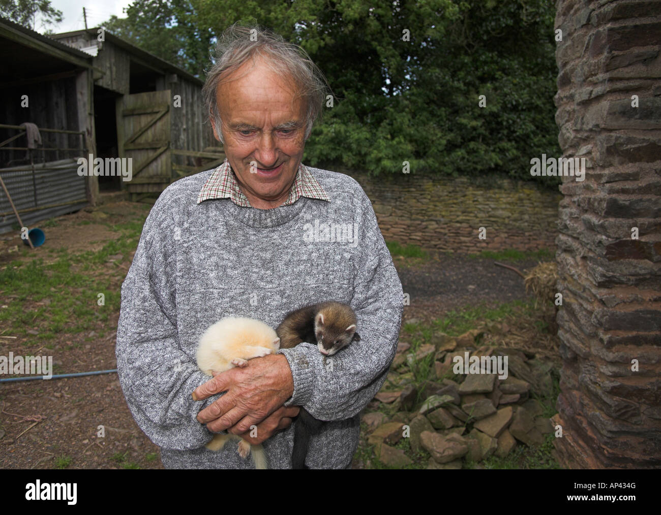 man and ferrets Stock Photo - Alamy