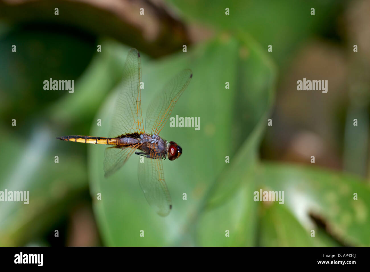 insect bug flyer dragonfly libélula Stock Photo - Alamy