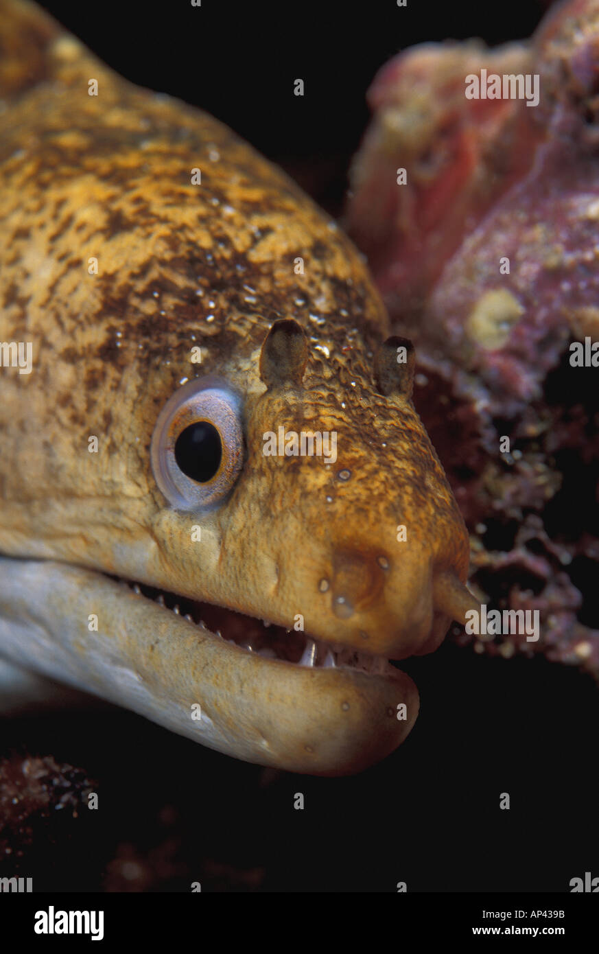 British marine life hi-res stock photography and images - Alamy