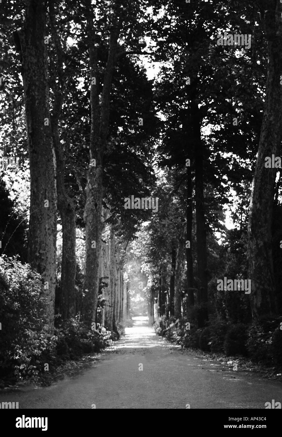 Landscape forest path trees Black and White Stock Photos & Images - Alamy