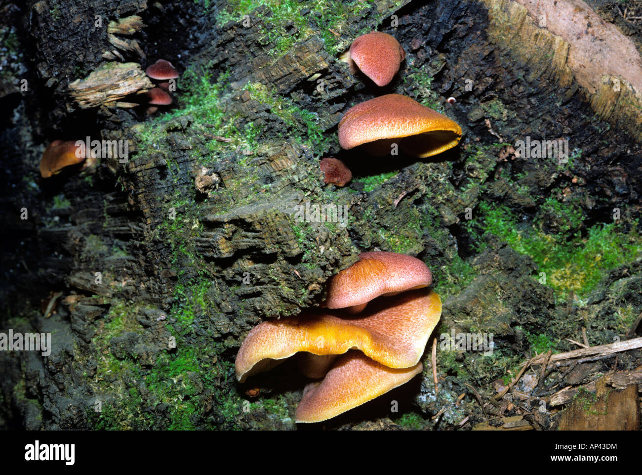 Tapinella atrotomentosus hi-res stock photography and images - Alamy