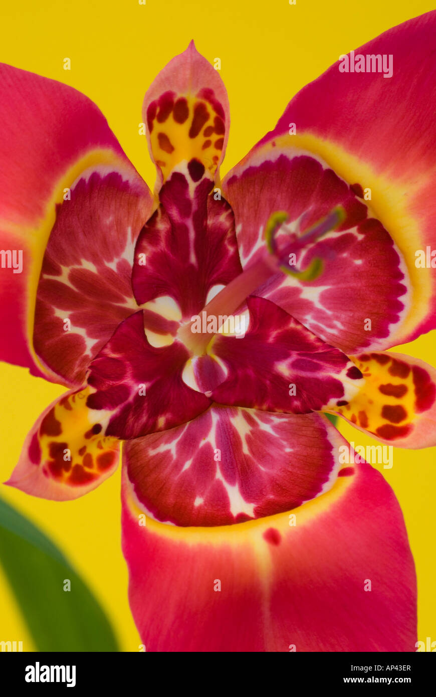 Tigridia hi-res stock photography and images - Alamy