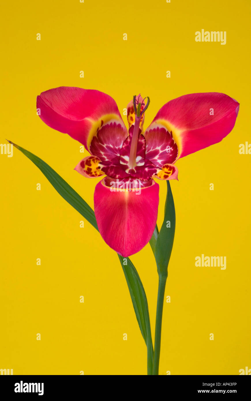 The tiger flower, also called peacock flower, Tigridia pavonia coccinea ...