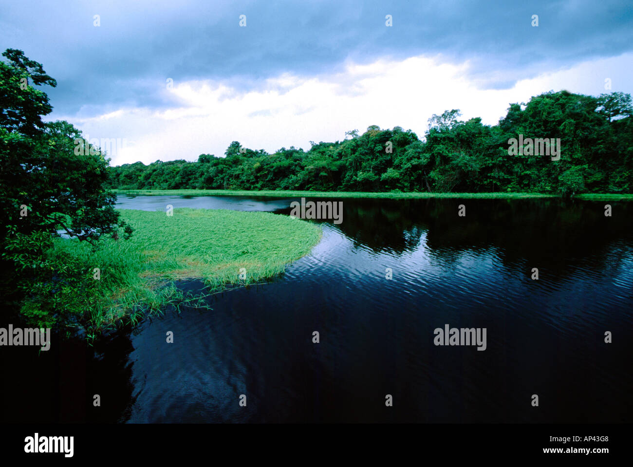 South America, Brazil, Amazon, Rio Negro. Black waters along the banks ...