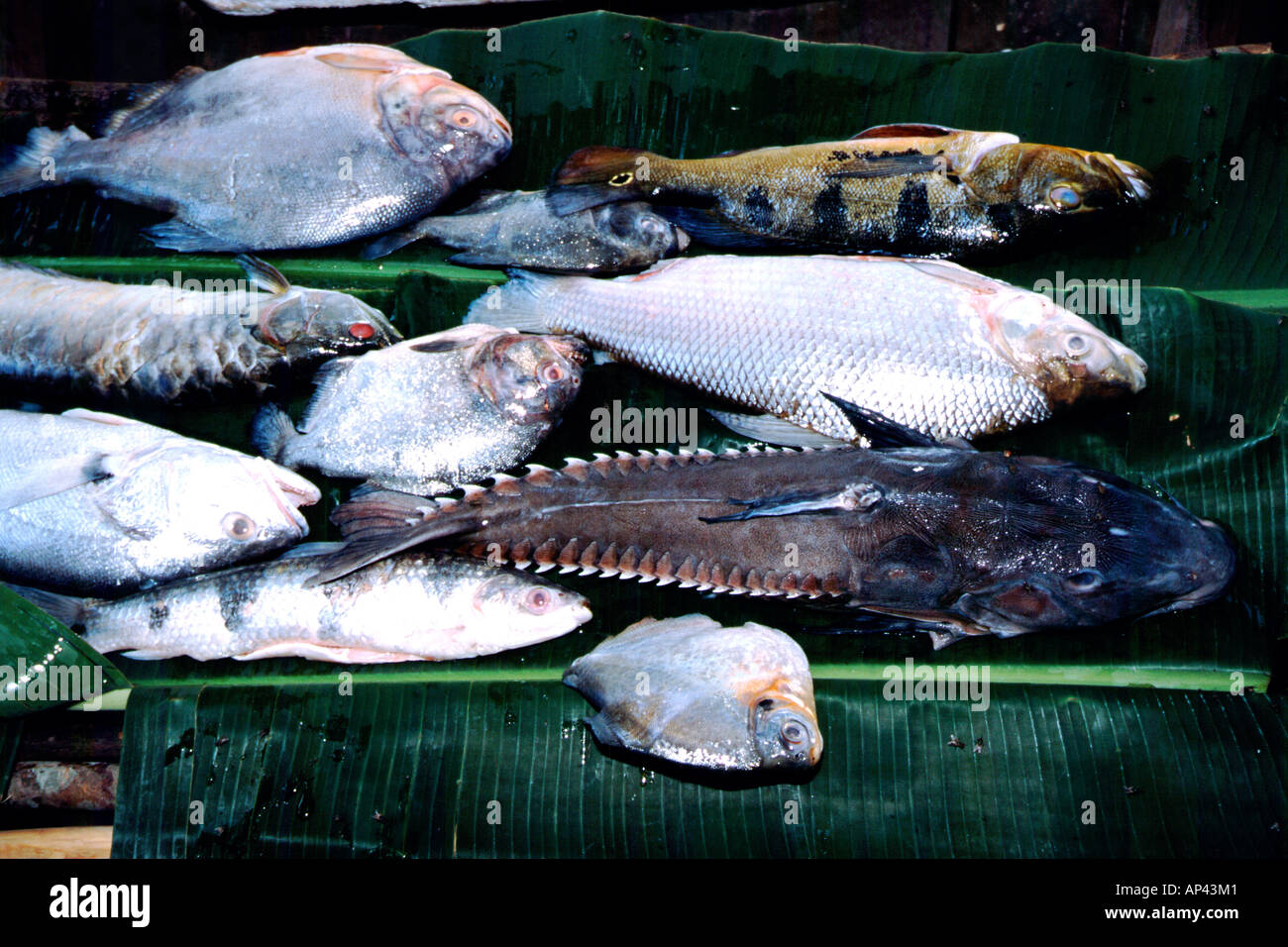 South America, Brazil, Amazon, Amazon River, Alter do Chao. Variety of ...