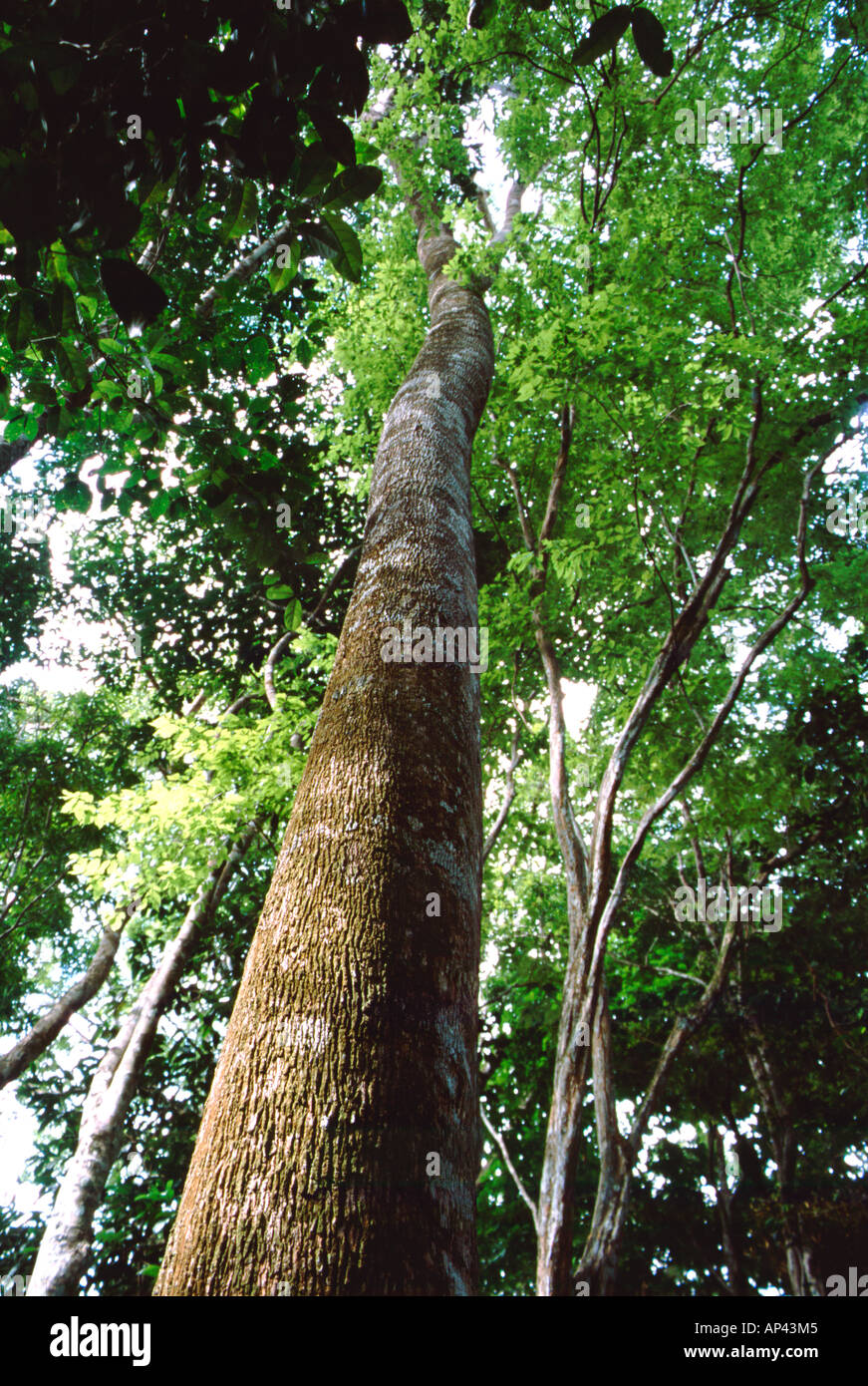 South America, Brazil, Amazon, Santarem. Tall jungle trees of the ...