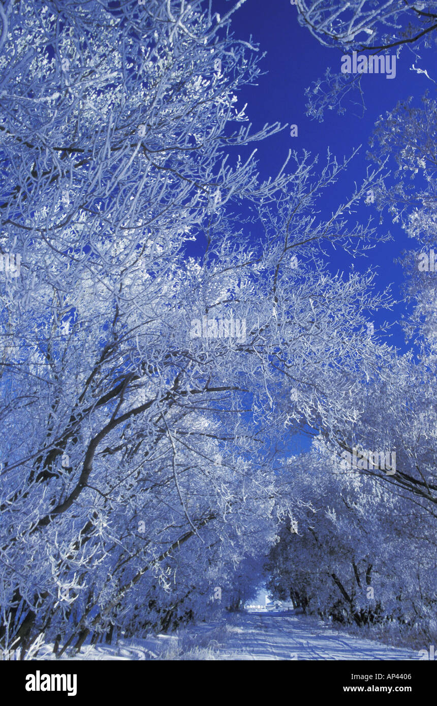 Snow and frost covered trees Stock Photo - Alamy