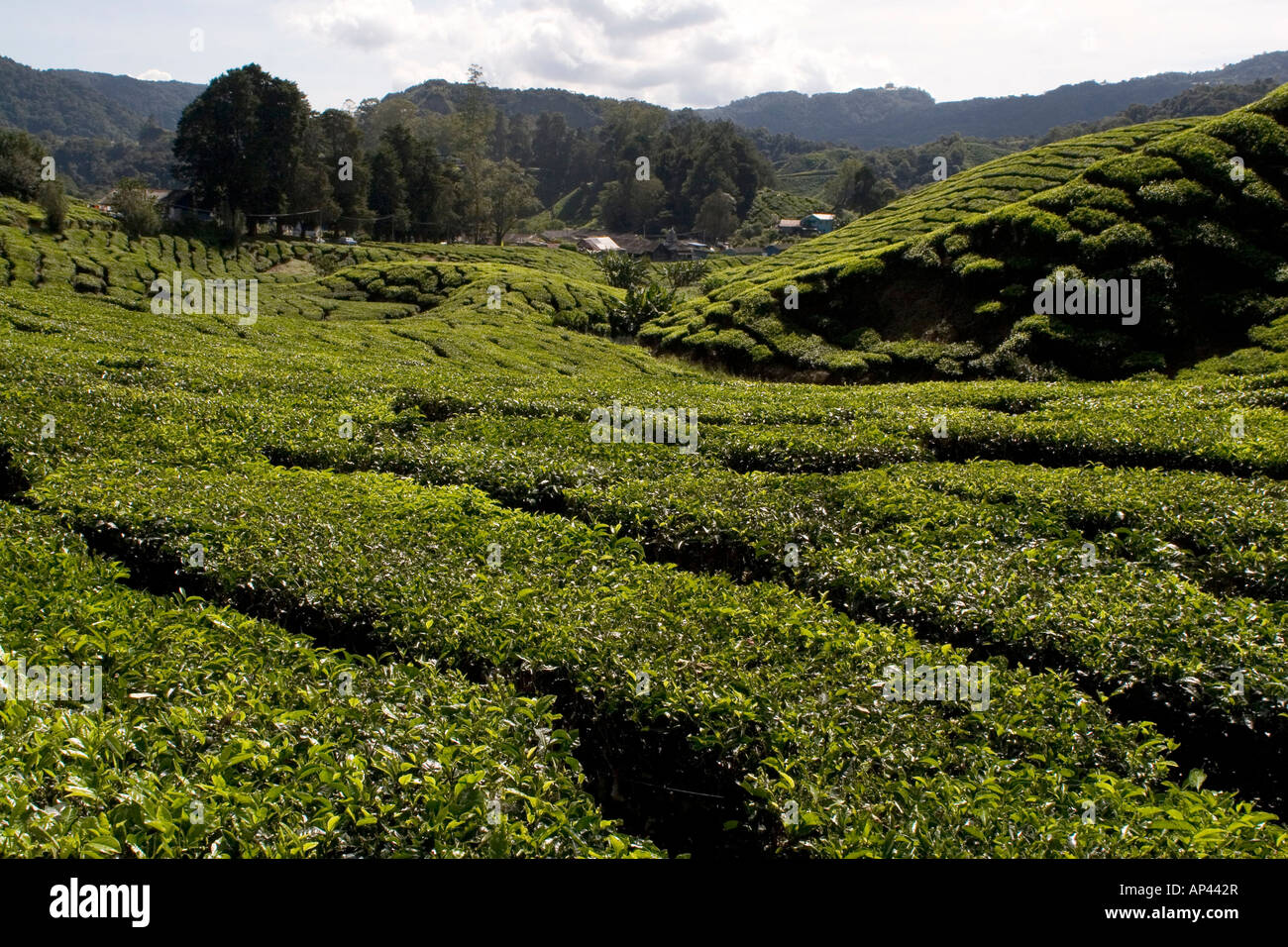 Tea estate in southeast asia hi-res stock photography and images - Alamy