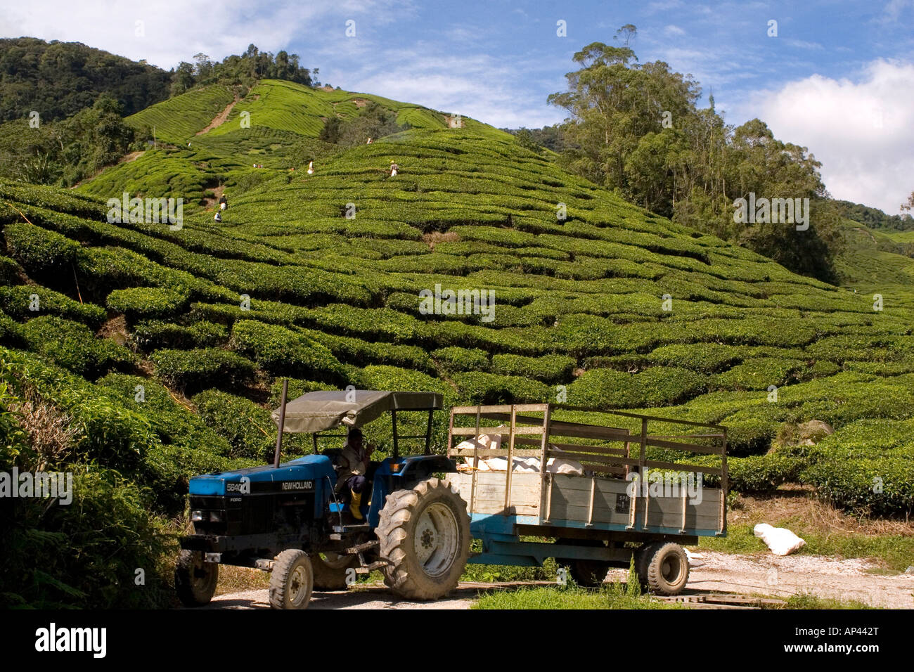 A tractor on a tea estate in the Cameron Highlands, near to the town of ...