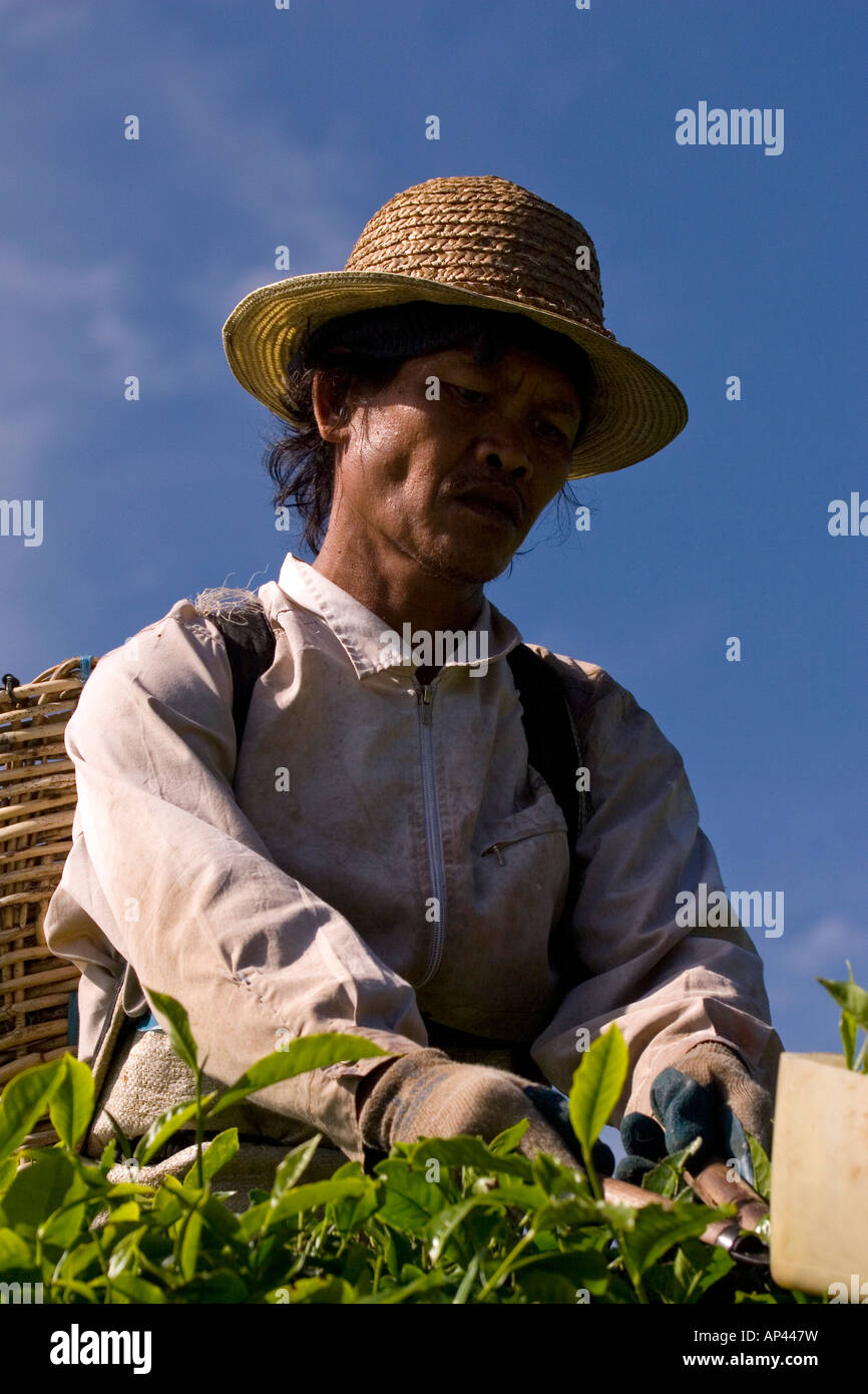 Tea picker works using clippers hi-res stock photography and images - Alamy