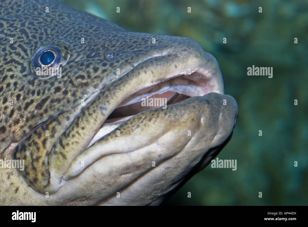a great big fish in a tank swims past Stock Photo - Alamy