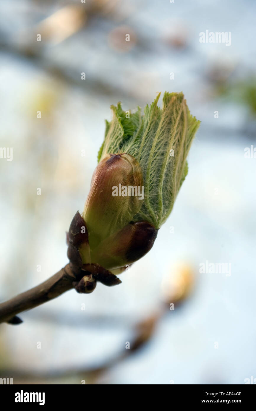 horse chestnut leaf bud outside Brabourne Lees, Ashford, Kent, England ...