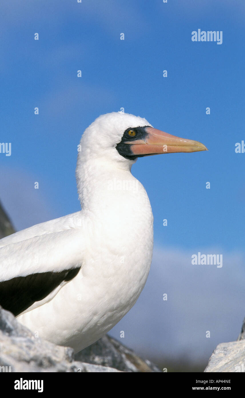 South America, Ecuador, Galapagos Islands. Masked Booby (Sula ...