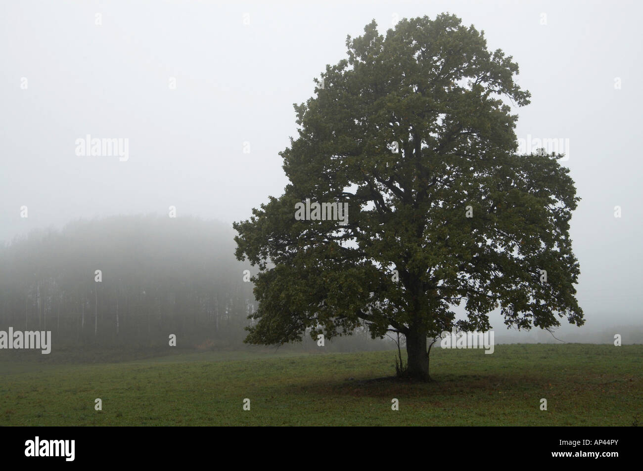 Standalone tree hi-res stock photography and images - Alamy