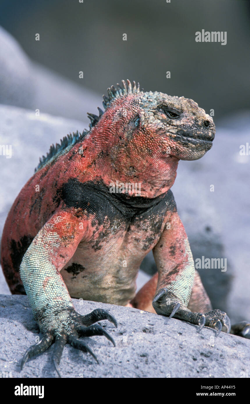 South America, Ecuador, Galapagos Islands, Espanola Island. Marine ...