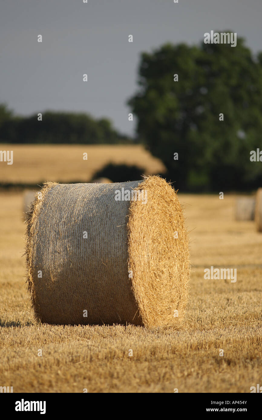 single haybales , portrait Stock Photo - Alamy