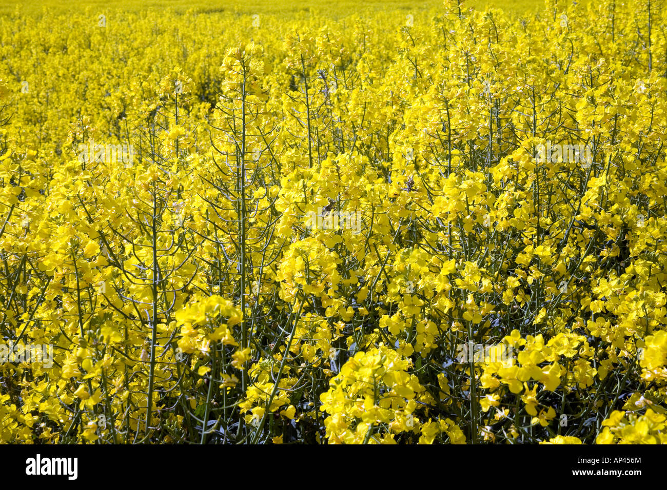 Oil seed rape in flower Stock Photo - Alamy