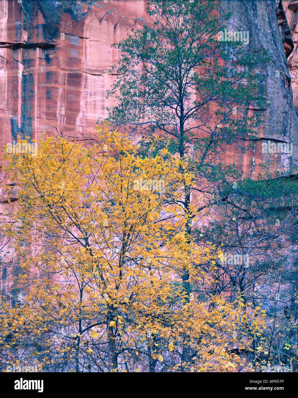 Alder and box elder trees in front of Supai sandstone wall in west fork ...