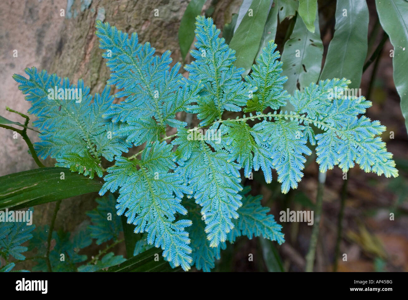 A peacock fern in the Taman Negara National Park, Malaysia Stock Photo ...