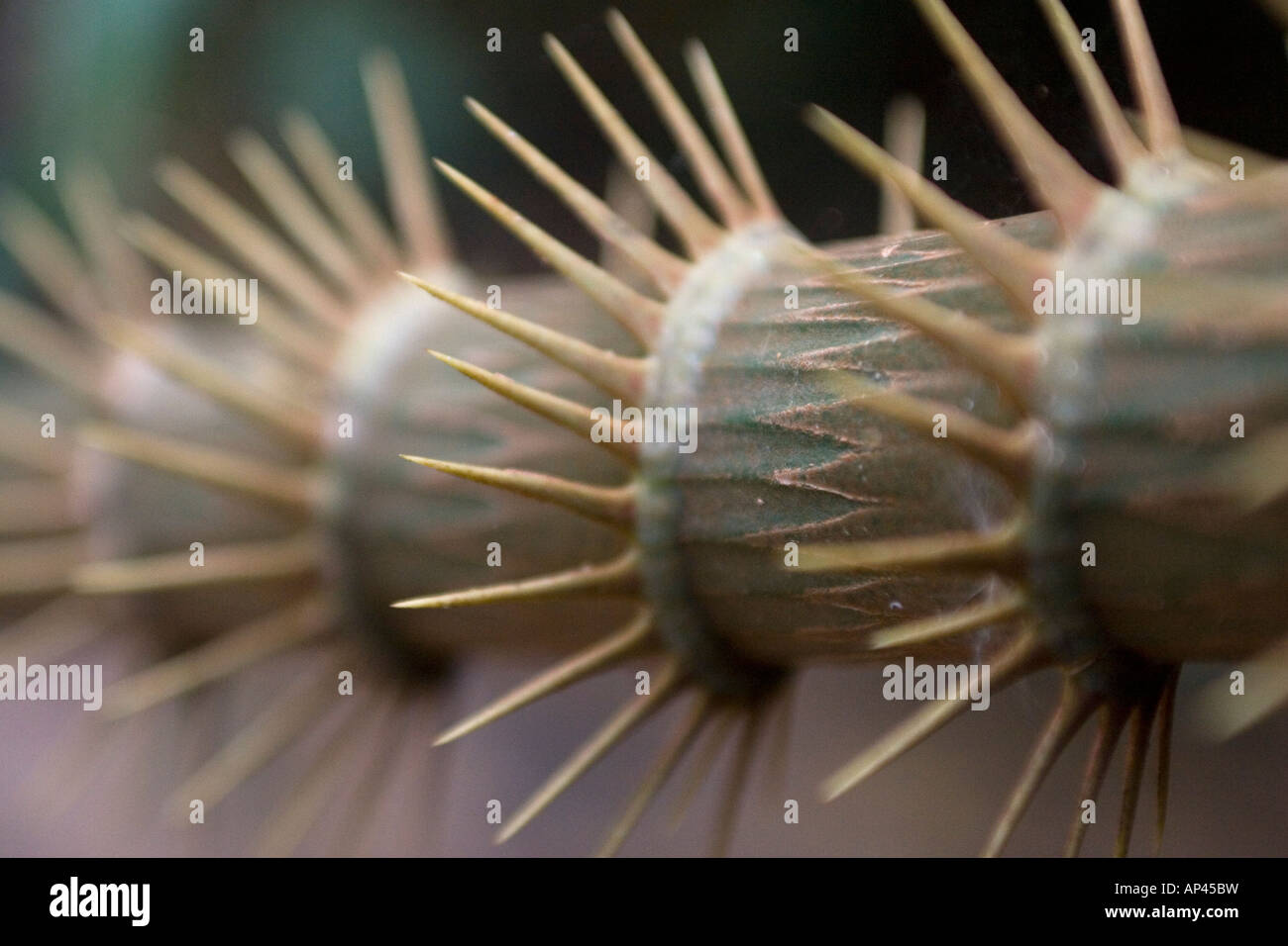 The thorny stem of a plant in the Taman Negara National Park, Malaysia ...