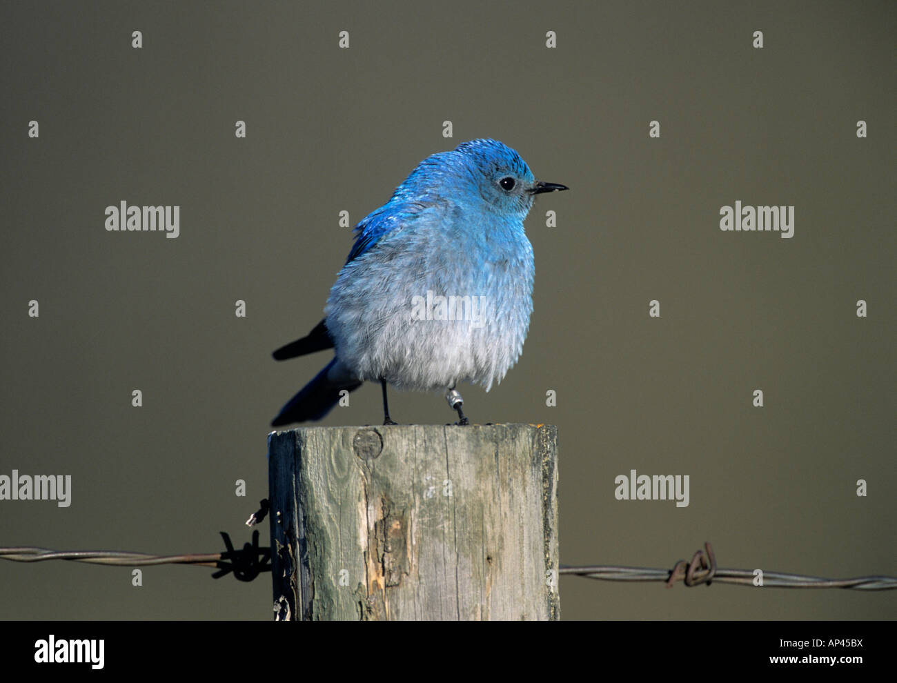 Mountain bluebird thrush bird hi-res stock photography and images - Alamy