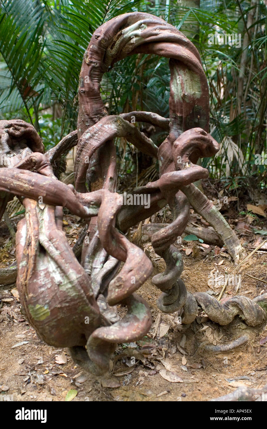 A twisted, corkscrew like jungle tree in the Taman Negara National Park ...