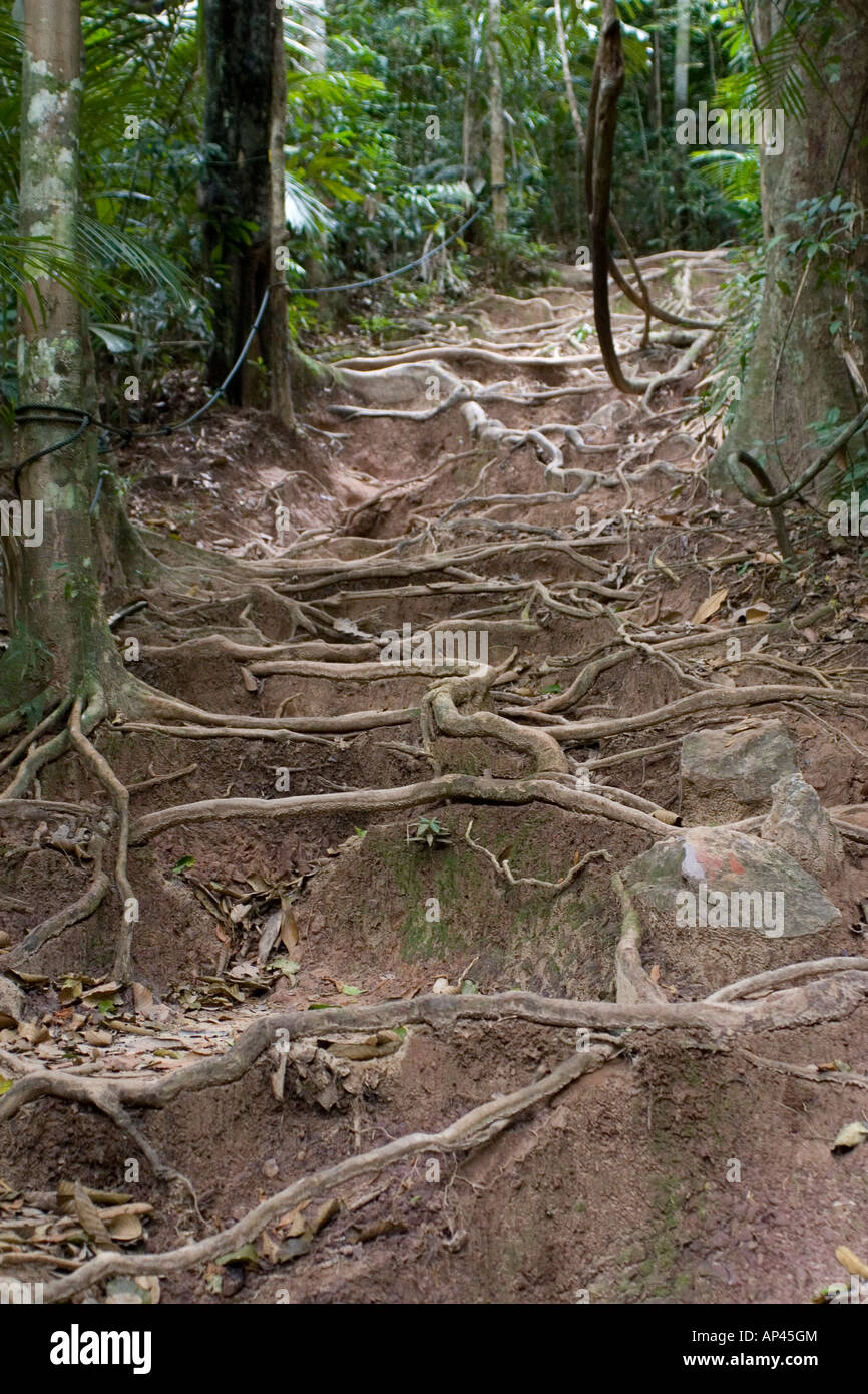 Roots form a natural staircase in the jungle of the Taman Negara ...