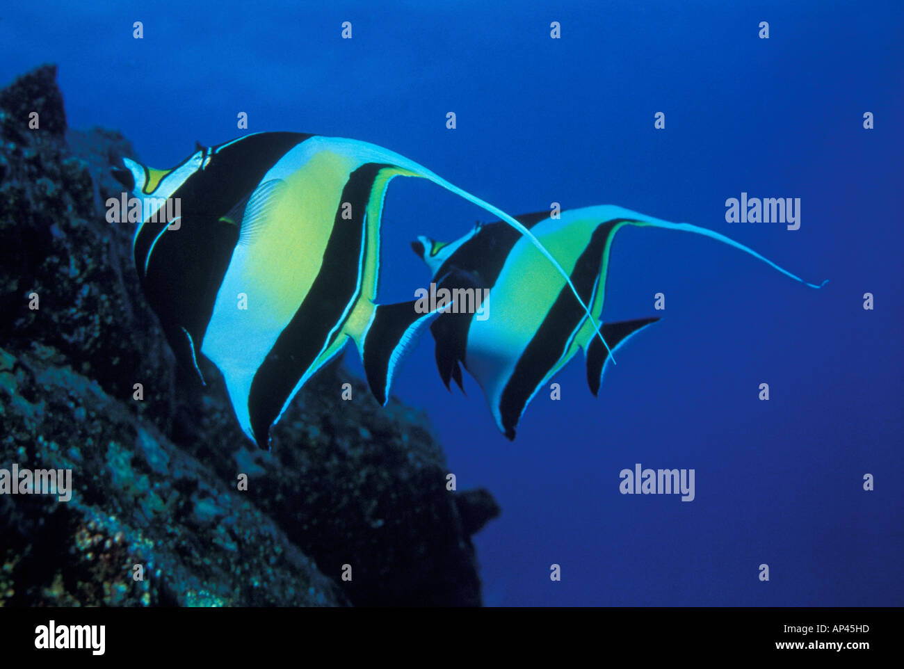 South America, Ecuador, Galapagos, Moorish Idols (Zanclus Cornutus ...