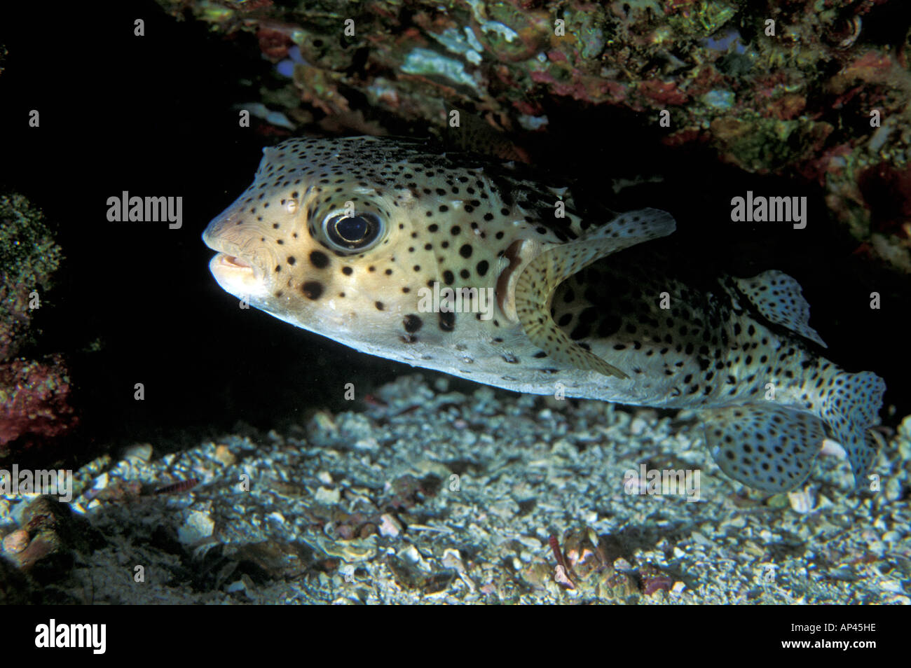 South America, Ecuador, Galapagos, Porcupine fish (Chilomycterus ...
