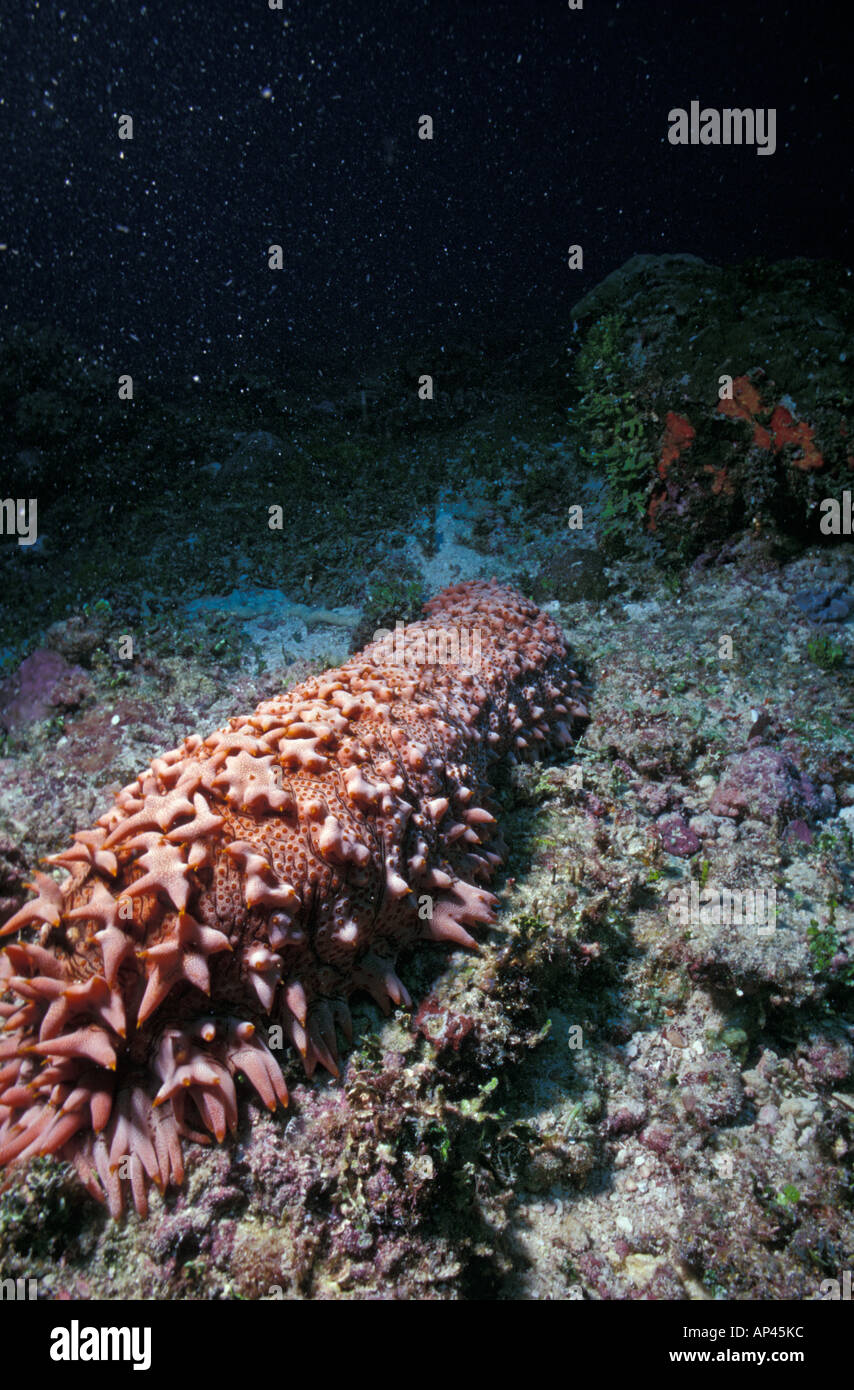 South America, Ecuador, Galapagos, Sea Cucumber (Isostichopus Fuscus ...