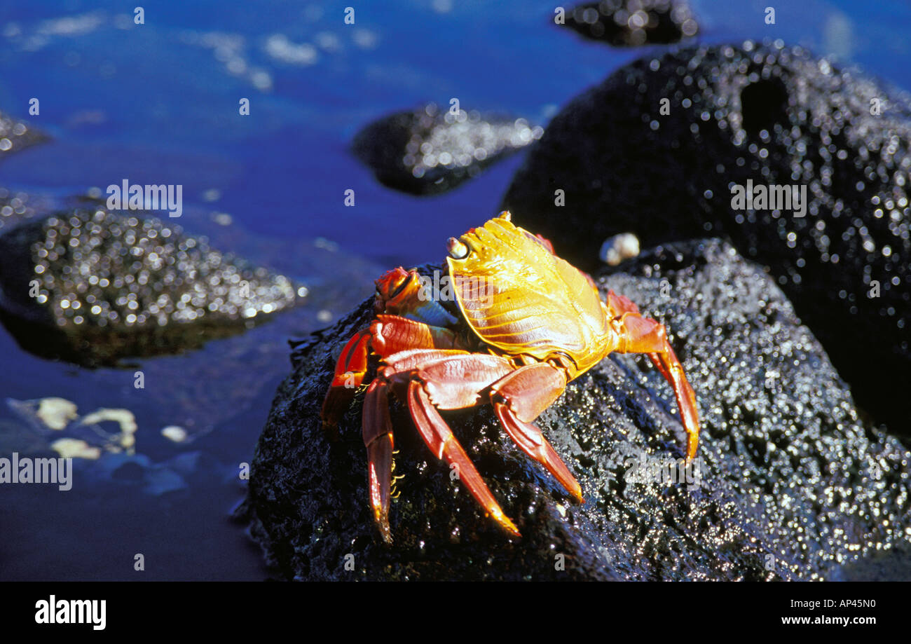 South America, Ecuador, Galapagos Islands. Sally Lightfoot Crab ...