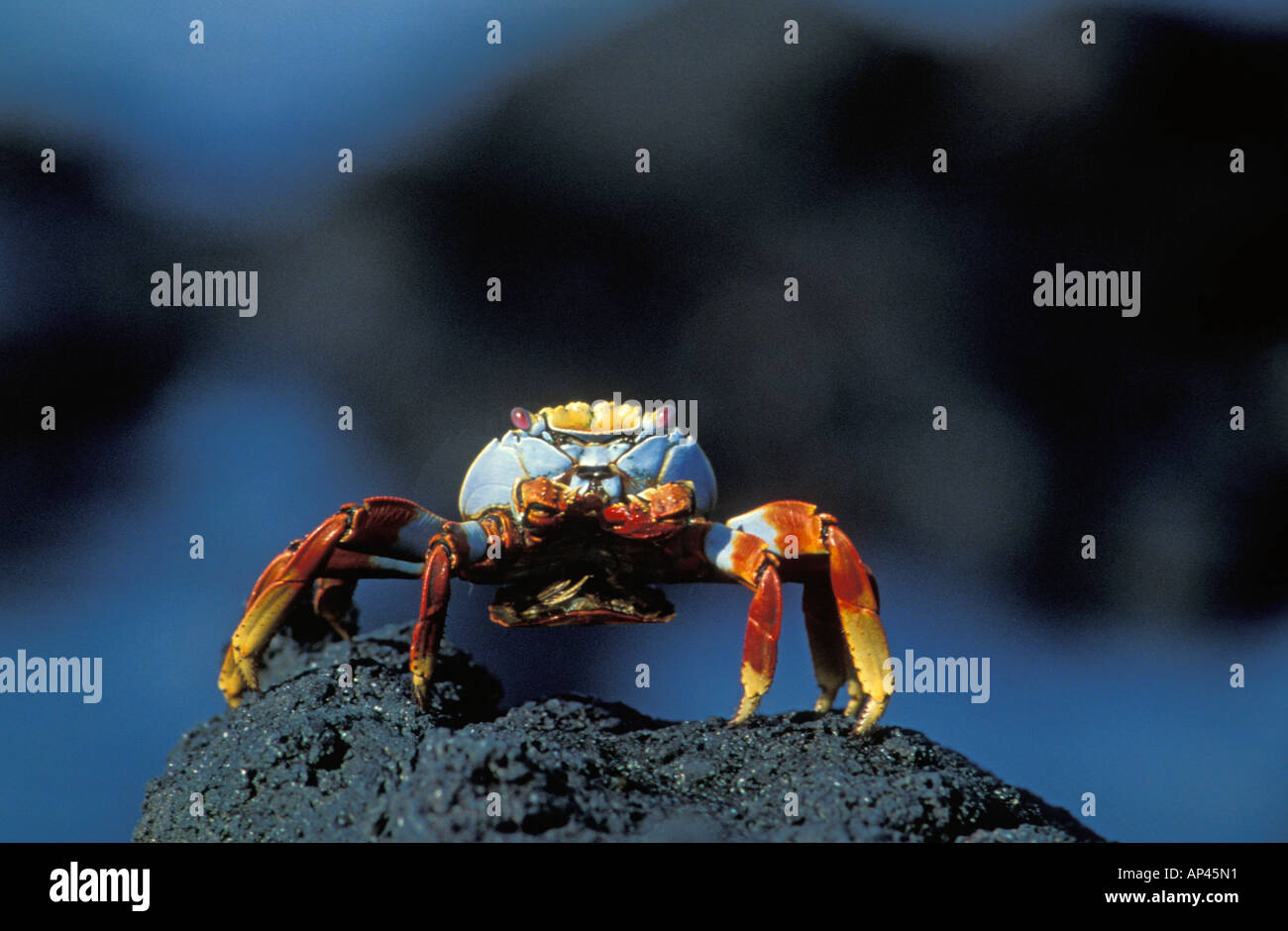 South America, Ecuador, Galapagos Islands. Sally Lightfoot Crab ...