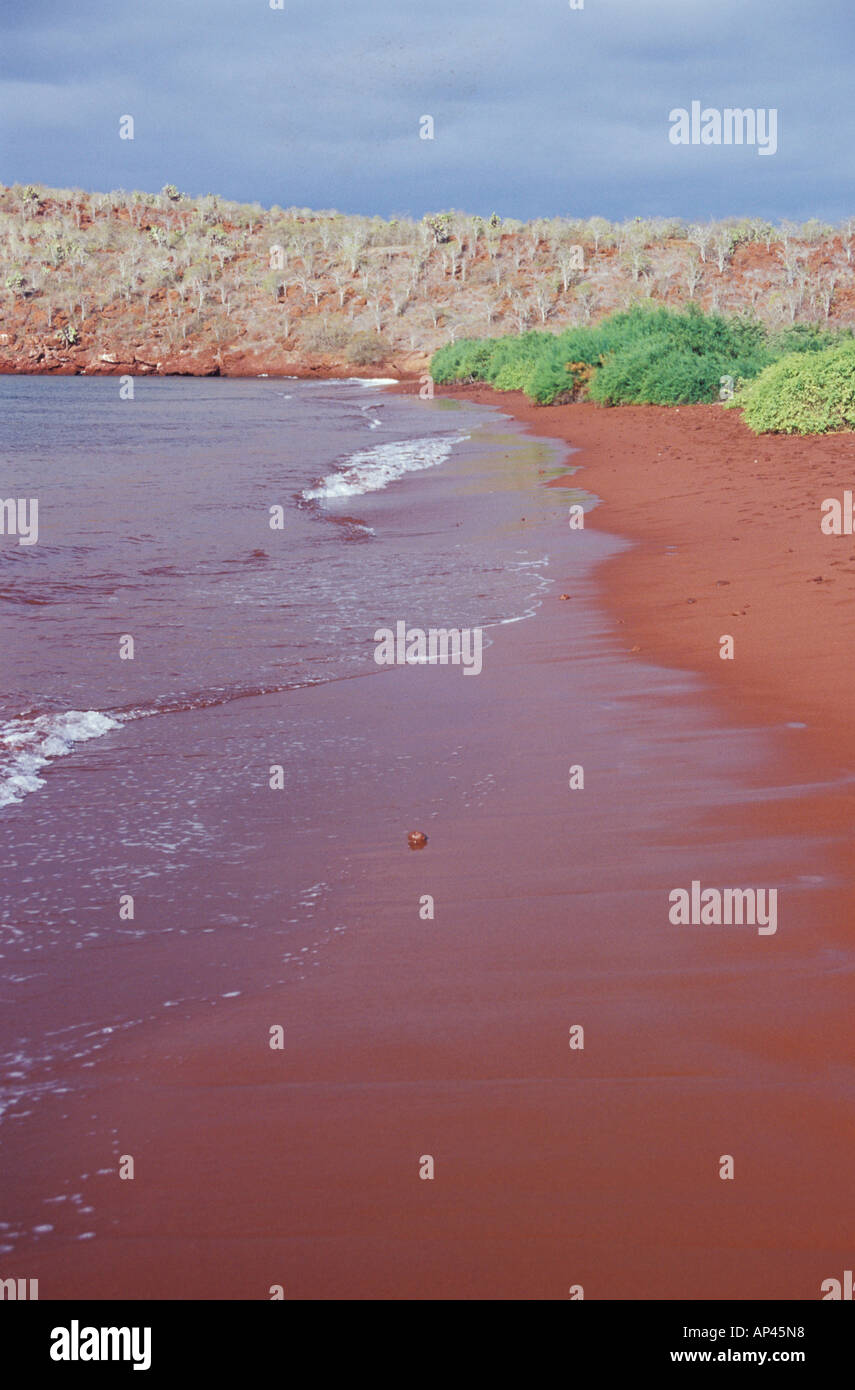 South America, Ecuador, Galapagos Islands, Rabida Island. Red sandy ...