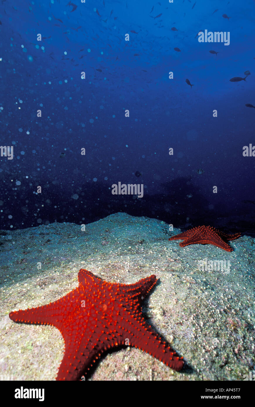 South America, Ecuador, Galapagos Islands. Sea Star (Oreaster ...