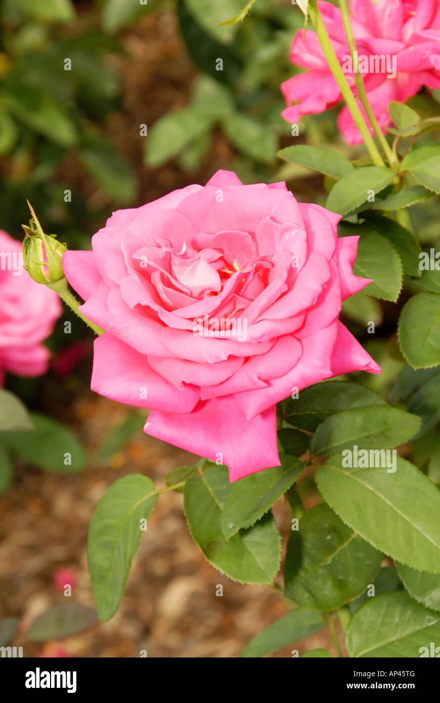 Elizabeth Taylor Rose Rosa Stock Photo - Alamy