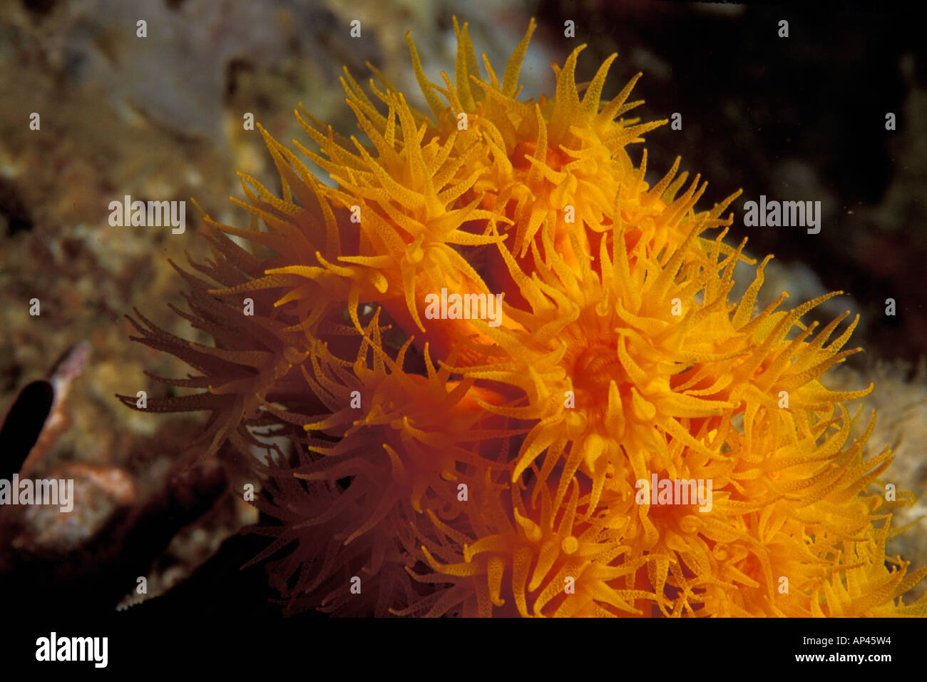 South America, Ecuador, Galapagos Islands. Cup Corals (Tubastrea ...