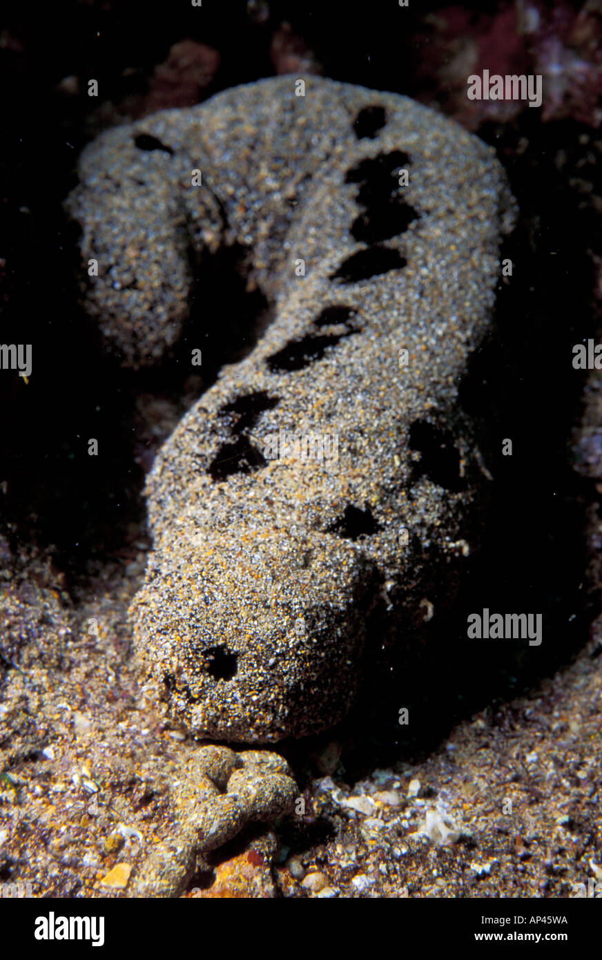 South America, Ecuador, Galapagos Islands. Sea cucumber (Isostichopus ...