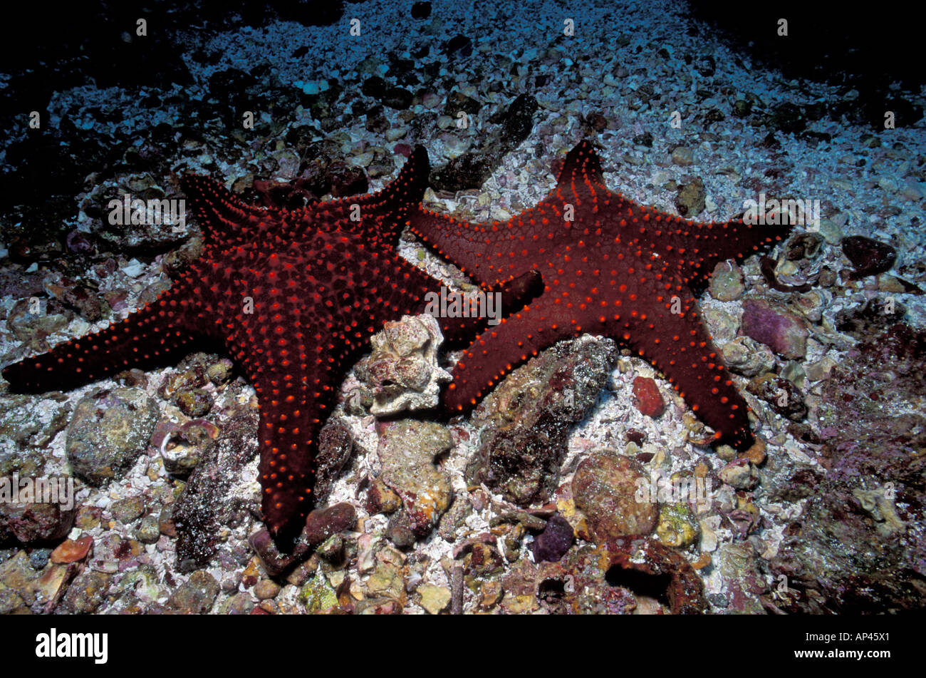South America, Ecuador, Galapagos Islands. Sea stars (Oreaster ...